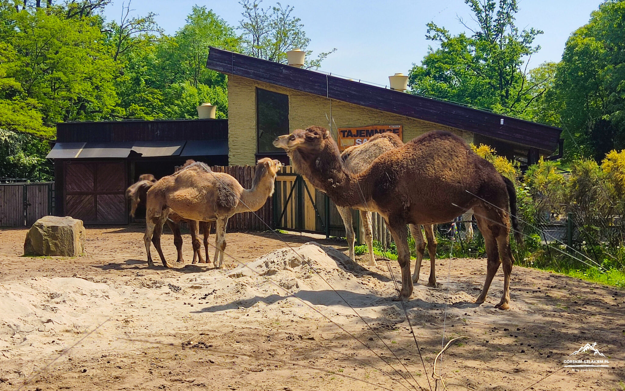 Zoo Wrocław - wrocławski Ogród Zoologiczny. Bilety, zwiedzanie, atrakcje
