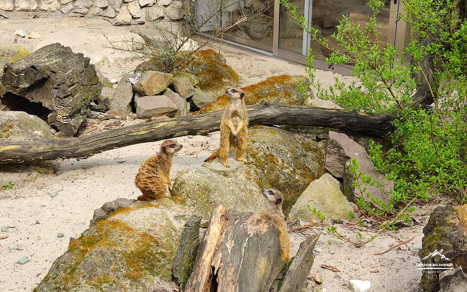 Zoo Kraków, zwiedzanie, godziny otwarcia - ogród zoologiczny w Krakowie