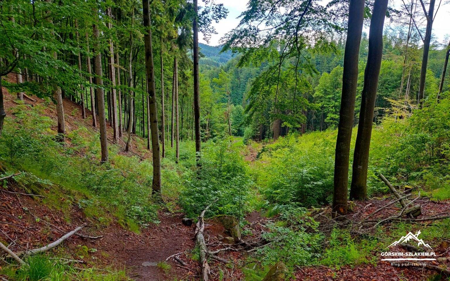 GSS Dzień 5: Etap Lubawka - Schronisko PTTK Andrzejówka