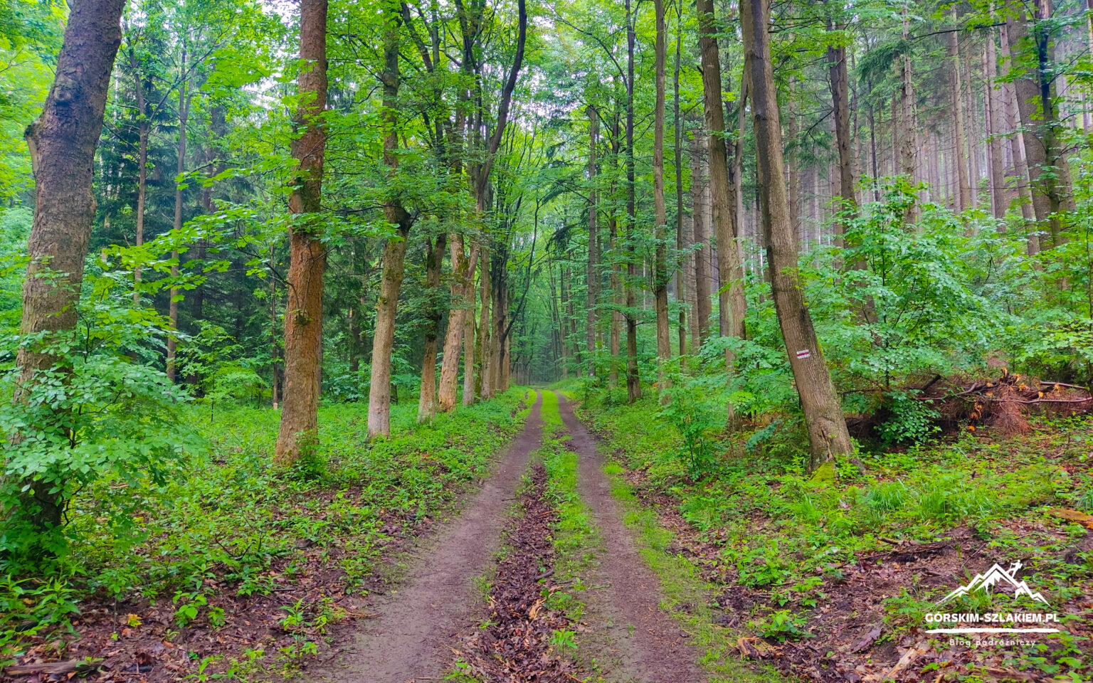 GSS Dzień 5: Etap Lubawka - Schronisko PTTK Andrzejówka