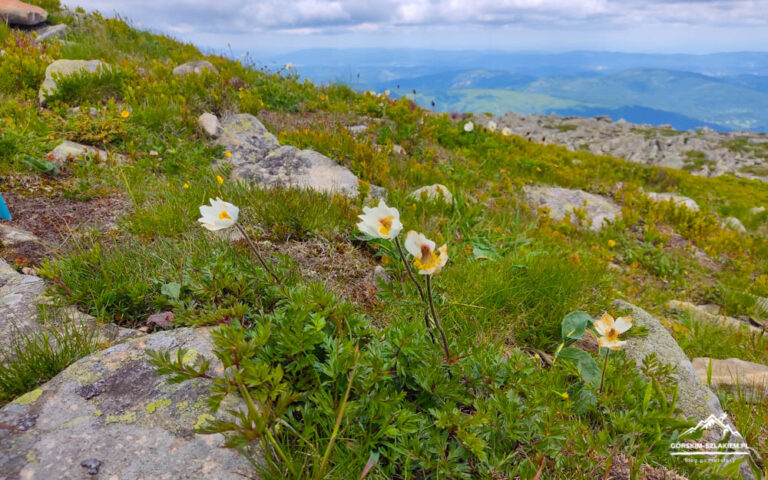 Babia Góra - najwyższy szczyt Beskidu Żywieckiego i Beskidów